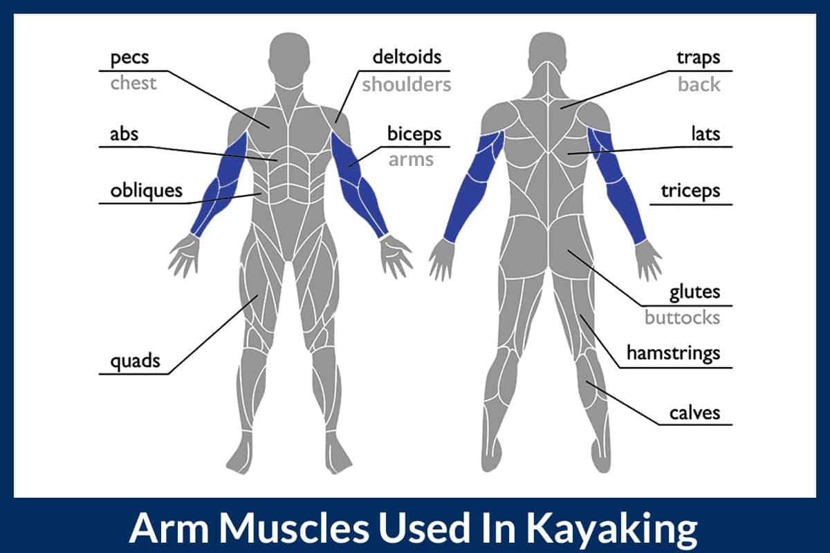 What Muscles Are Used in Kayaking? Feel the Burn! – Paddle Camp | The ...