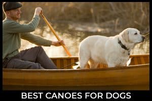 Best Canoes for Dogs (How You Can Canoe With Your Dog) – Paddle Camp ...