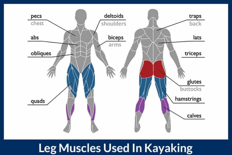 What Muscles Are Used in Kayaking? Feel the Burn! – Paddle Camp | The ...