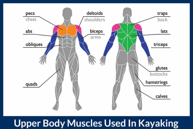 What Muscles Are Used in Kayaking? Feel the Burn! – Paddle Camp | The ...